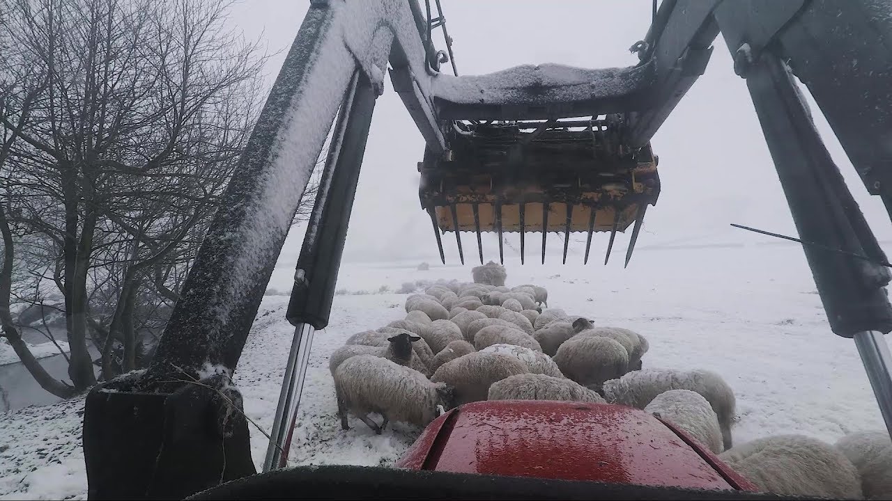 Feeding sheep in the snow - YouTube
