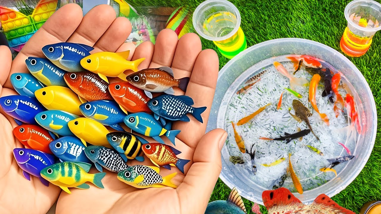 Amazing Unboxing & Catch Most Beautiful Freshwater Aquarium Fish In ...
