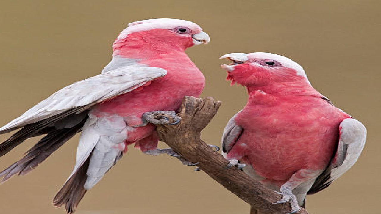 BIG BIRD BIG BIRD | CON SMP - YouTube