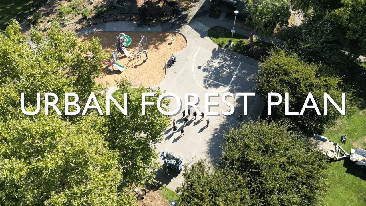 City launches Draft Urban Forest Plan - YouTube