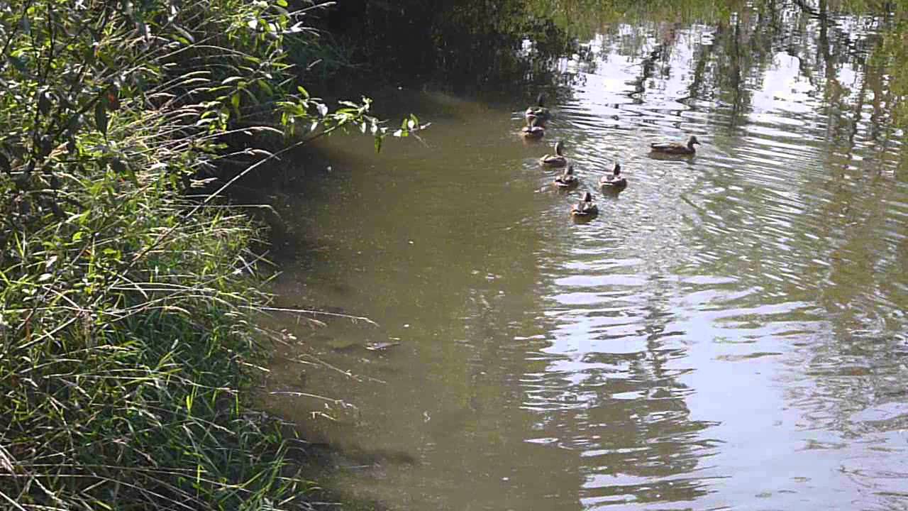 Bike Path Bridge Ducks - YouTube