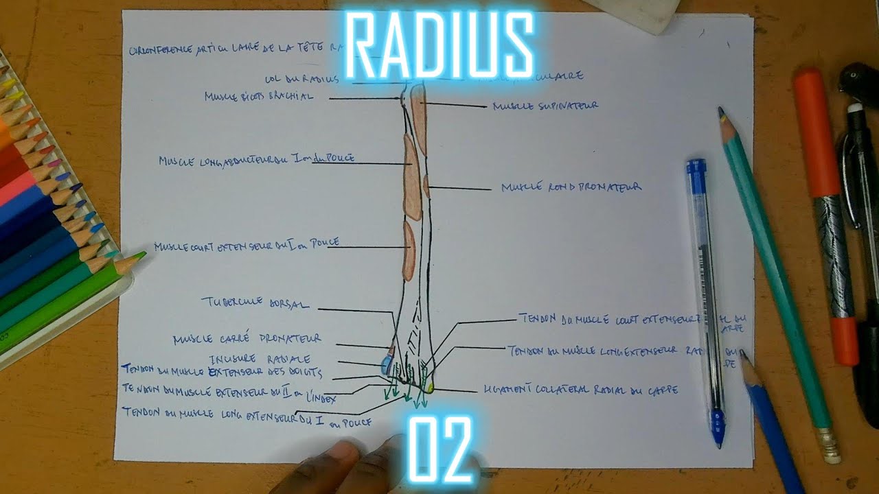 RADIUS SCHEMA 02 : VUE POSTERIEURE ( ANATOMIE ) - YouTube