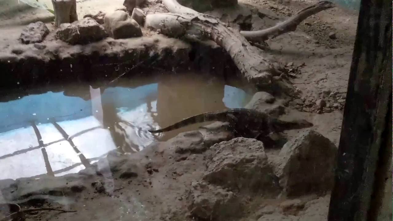 yellow monitor or golden monitor, Varanus flavescens - YouTube