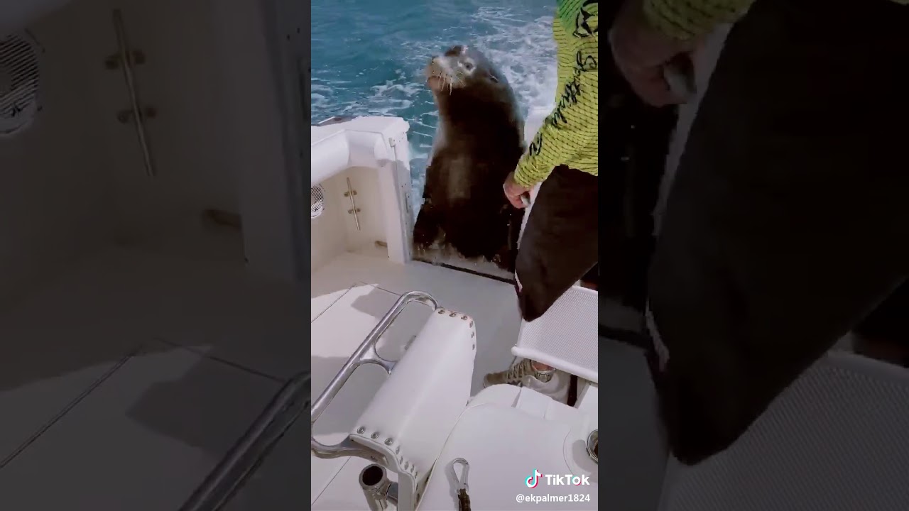 Die Robbe ist Glücklich - YouTube