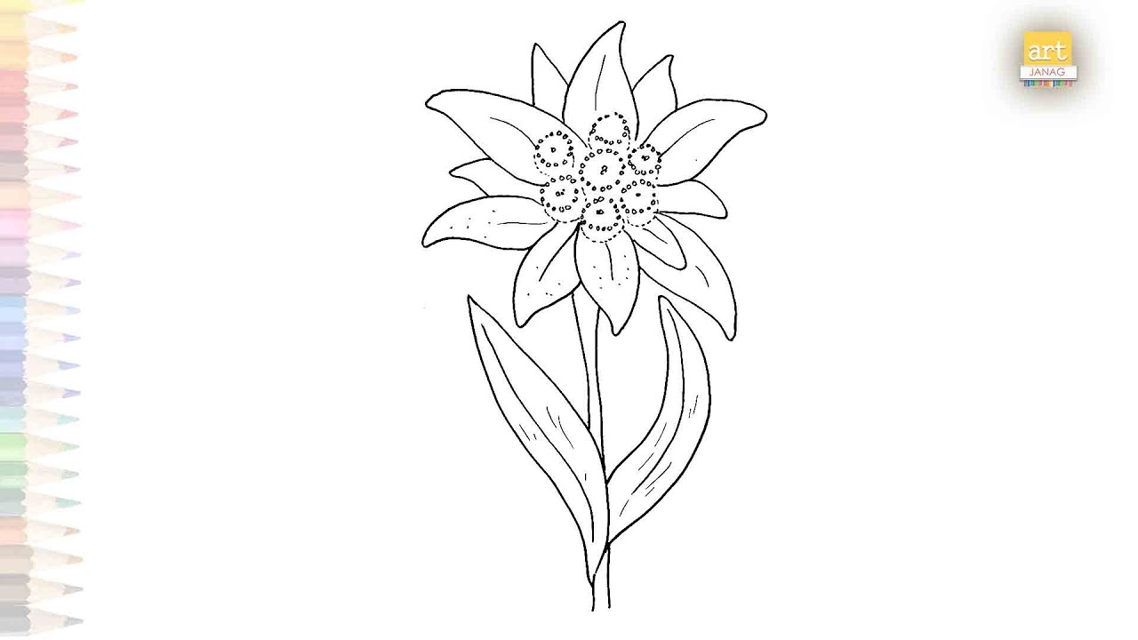 Edelweiss flower drawing easy | Flower outline Art | How to draw an ...