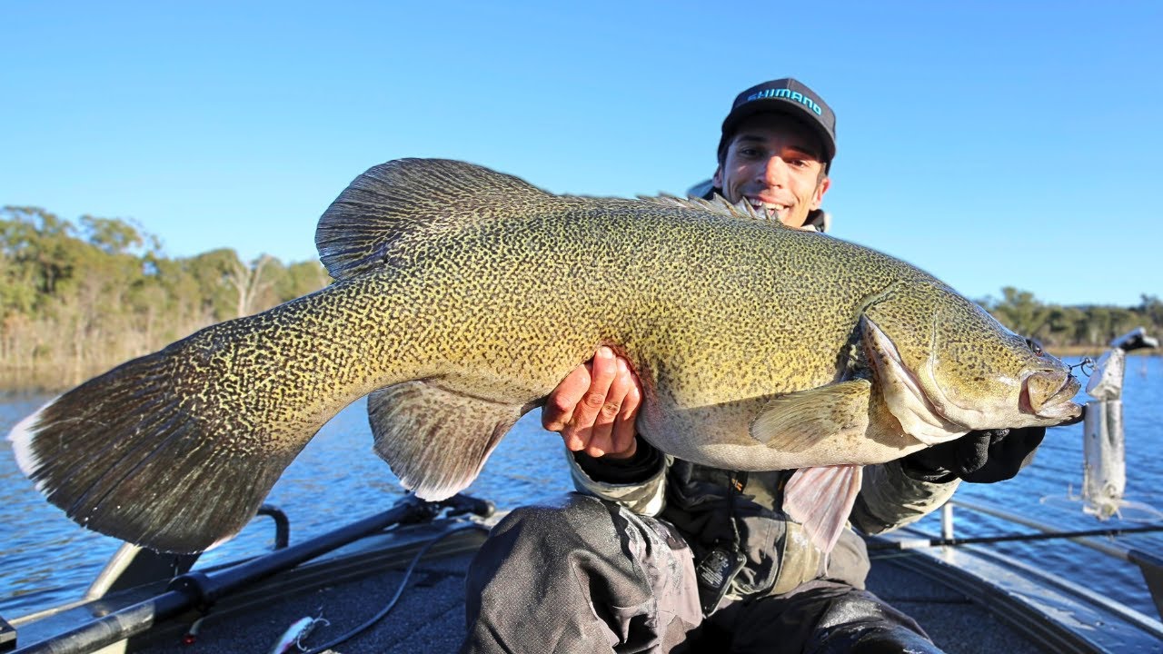 Surface Murray Cod fishing - Queensland impoundment meter plus - YouTube