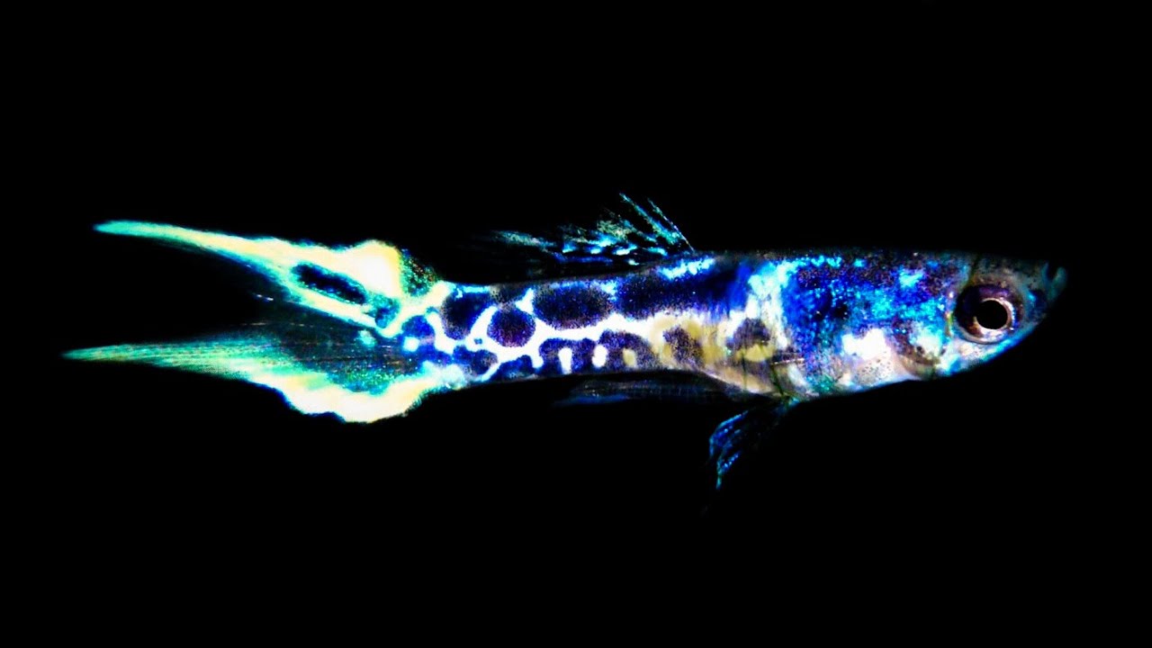 Lyretail Nebula Endler - My NEW Endler strain ⁴ᴷ ᵁˡᵗʳᵃ ᴴᴰ - YouTube