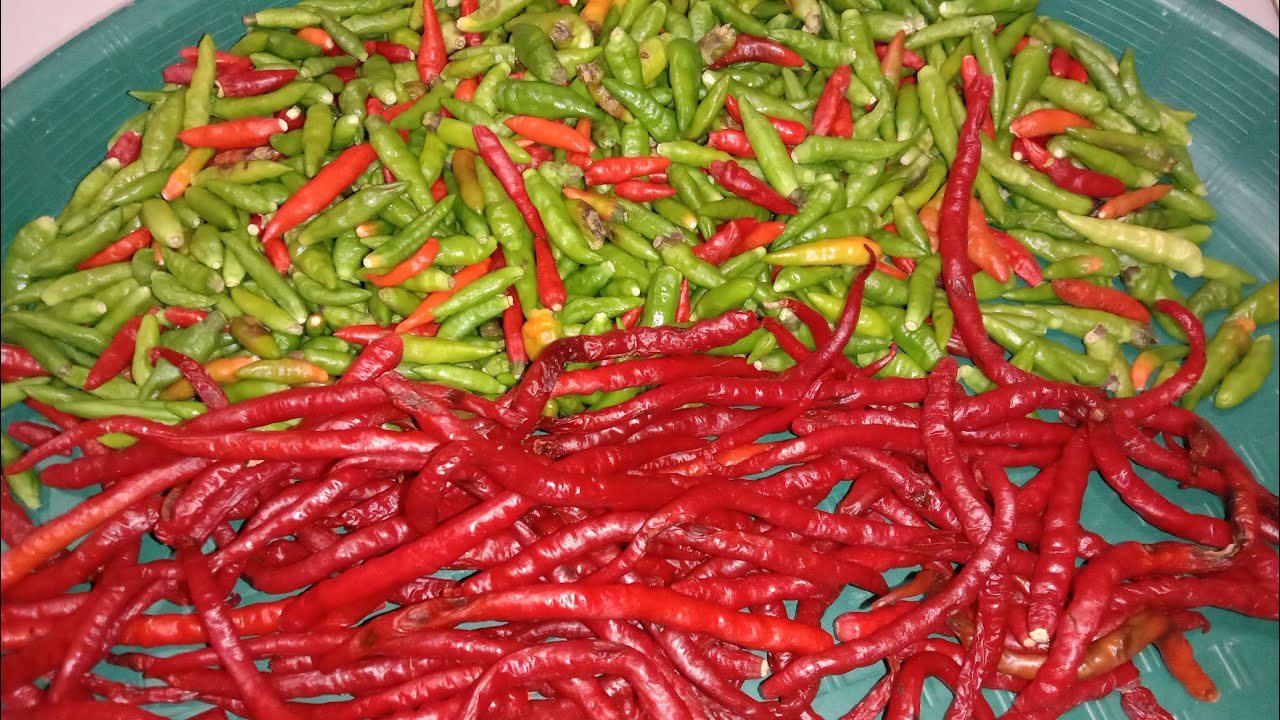 TIPS DAN CARA MEMBUAT CABAI TAHAN LAMA HINGGA BERBULAN-BULAN #tips # ...