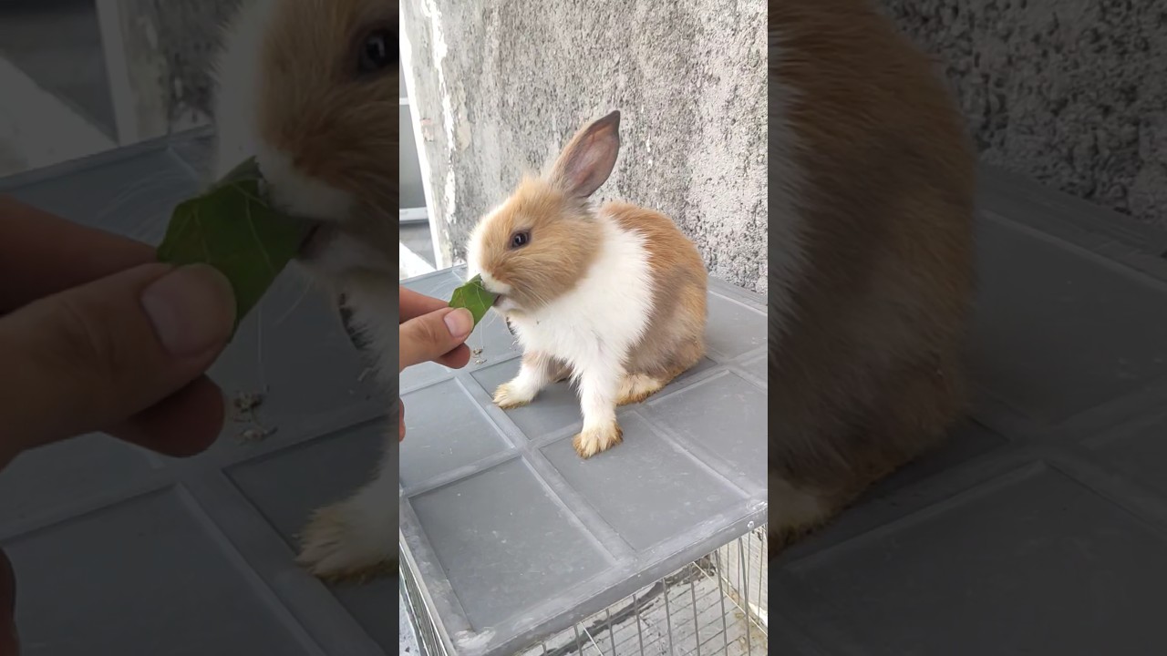 I wish I were a rabbit😂🐇 #rabbit #bunny #cutebunny #pets #cuteanimals # ...