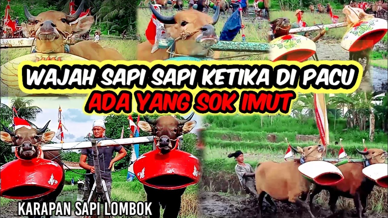 VLOG#110||WAJAH SAPI KETIKA DI PACU|| KARAPAN SAPI LOMBOK||MALE'AN ...