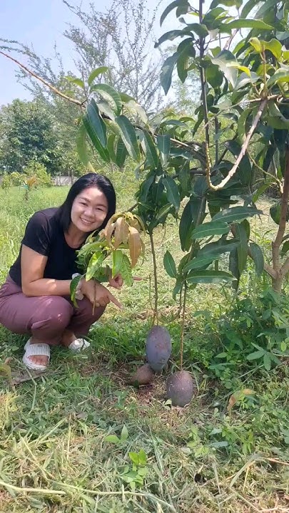 ปีนี้ได้กินมะม่วง3ลูก😁ลูกใหญ่อยู่นะ ဒီနှစ် သရက်သီး 3လုံးစားရမယ် အသီး