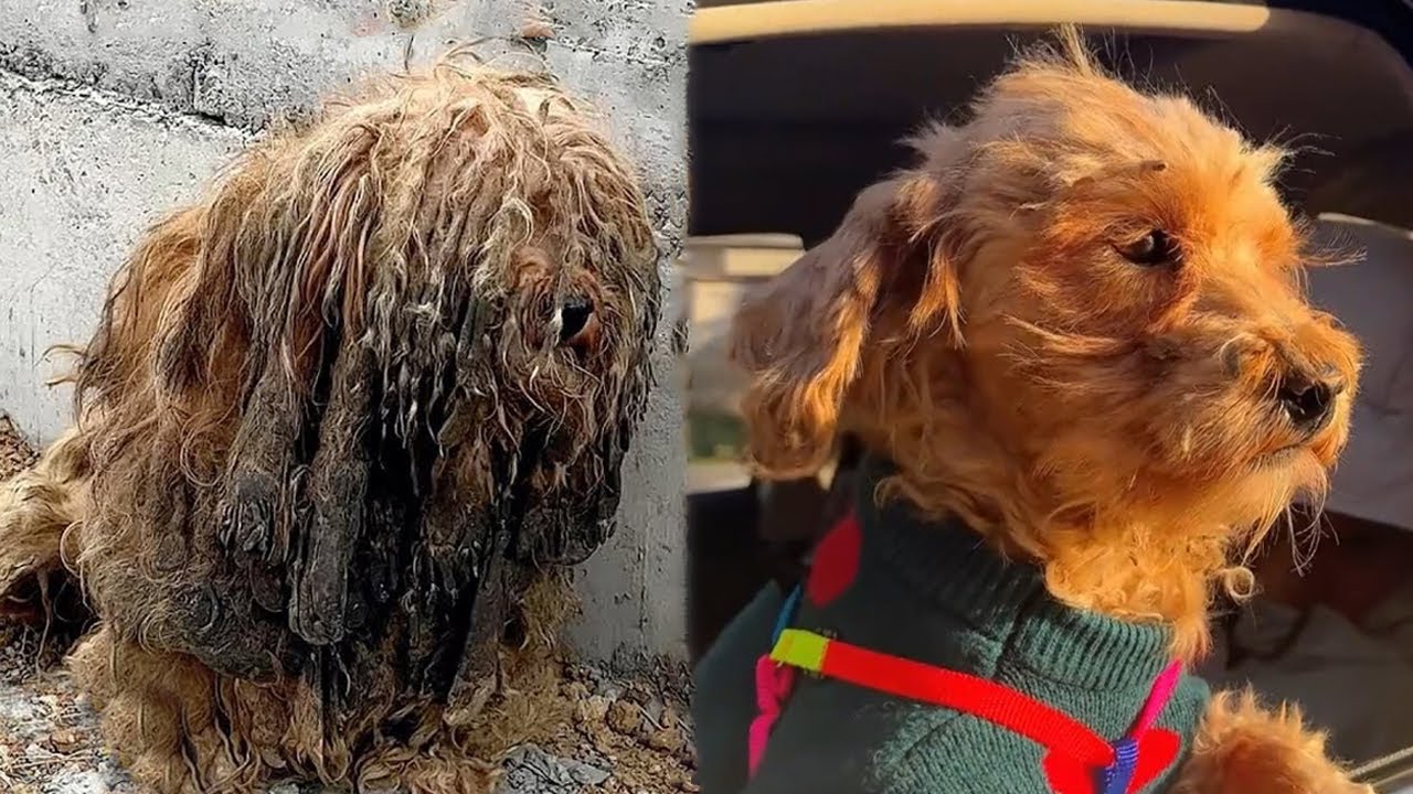 As Dirty As Garbage&Covered In Wounds, What Kind Of Life Does This ...