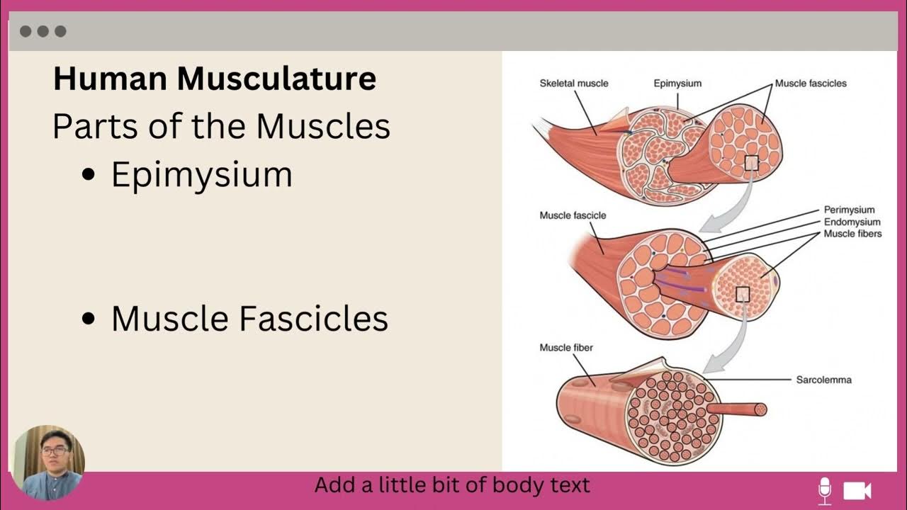 Integumentary, muscular, and skeletal system - YouTube