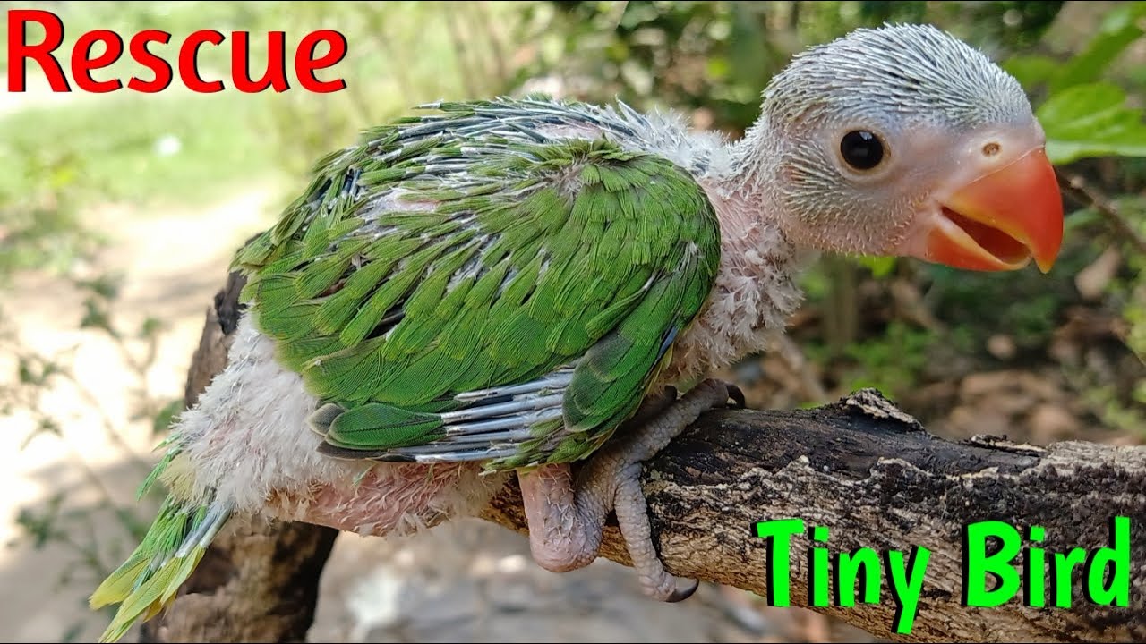 Baby parrot fall down from nest/ baby parrot wanting food/ baby bird ...
