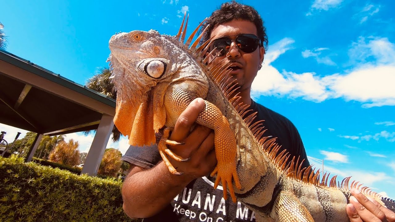 Catch pole iguana removal Job!! Florida iguanas get Fiesty!! - YouTube