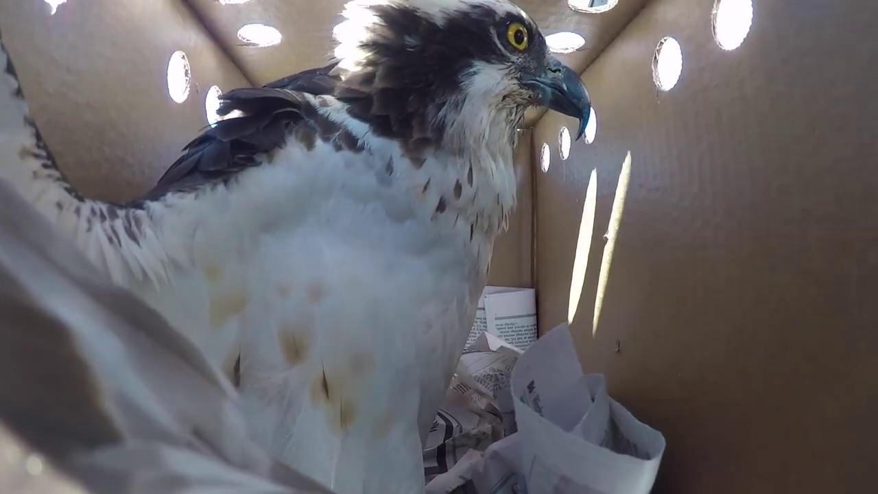 Osprey #19-0582 Release - YouTube