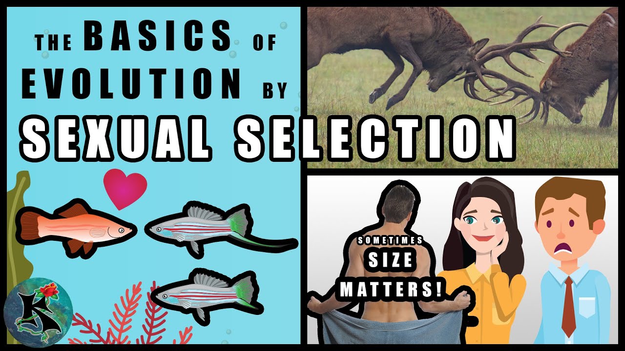 Sexual Selection Humans