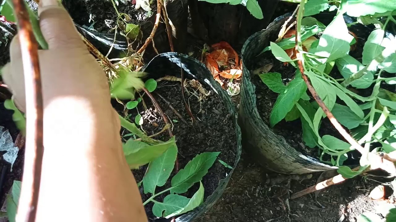 Hugas Bigas Fertilizer To My Tomatoes - YouTube