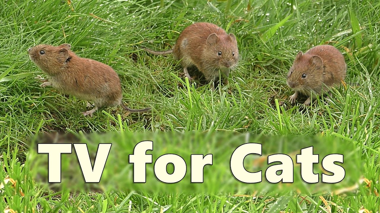 Cat TV ~ Mouse Squeaking Sounds for Cats ⭐ 8 HOURS ⭐ - YouTube