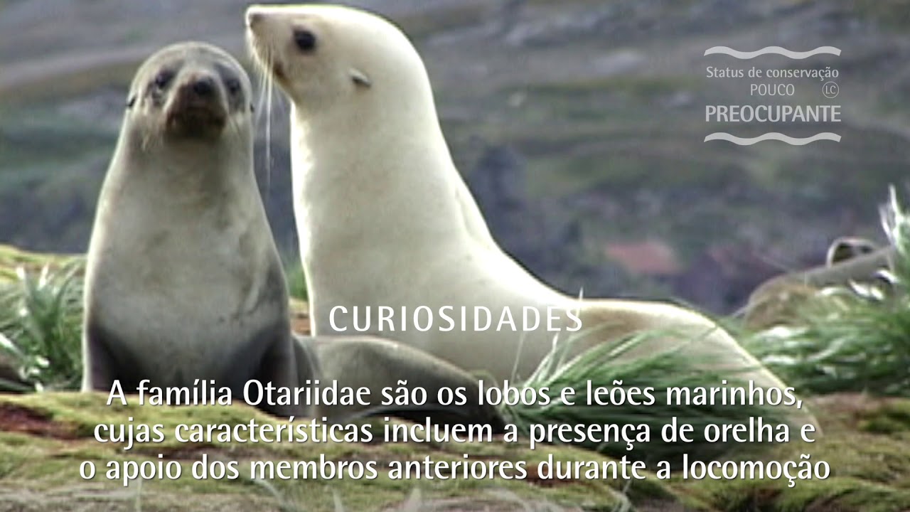 Bichos do Mar - Pinípedes - YouTube