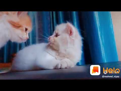 Nycc song - YouTube