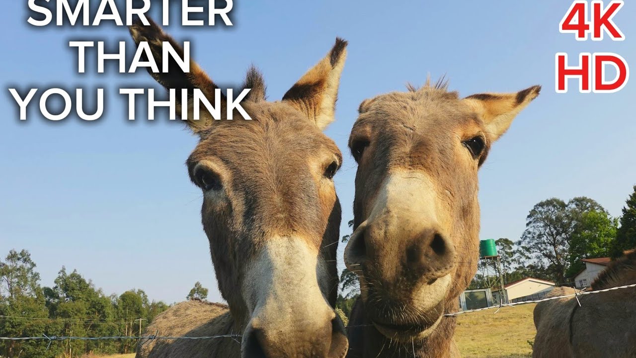 Why Donkeys Are Smarter Than You Think | Animal Documentary The Hidden ...