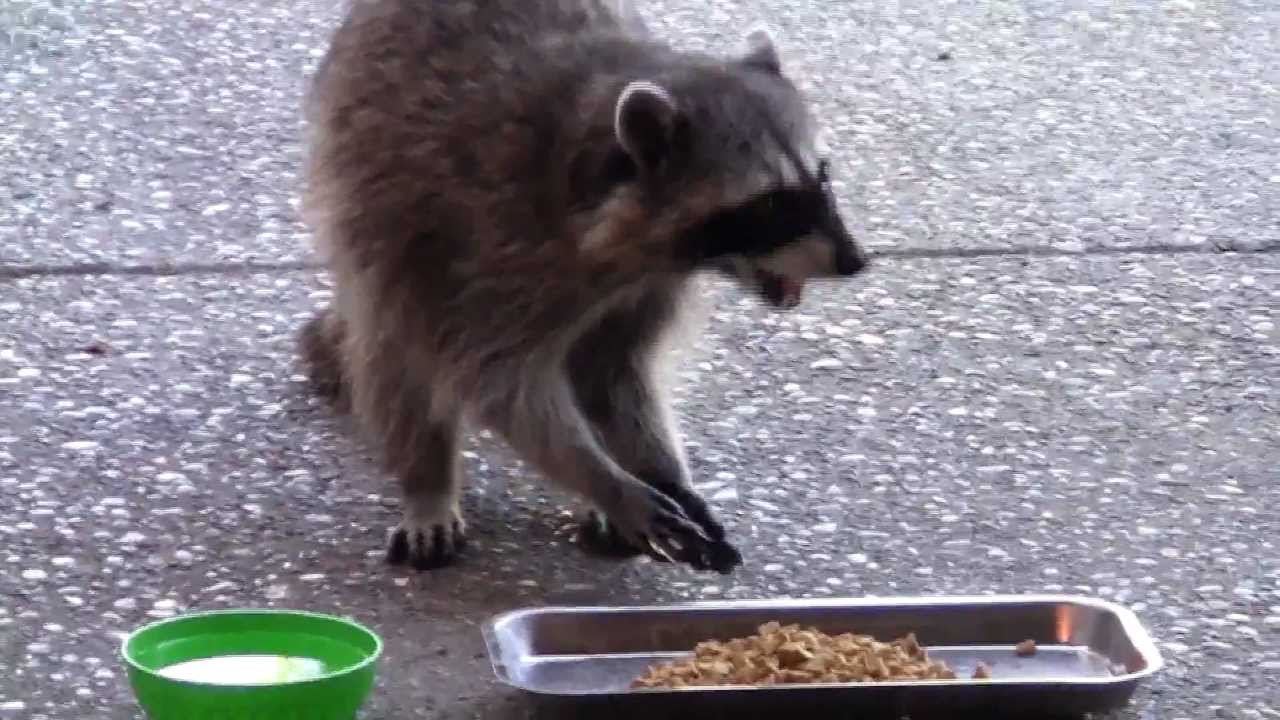 SPY RACCOON = INDENTIFIED,,,STASI AGENT - YouTube