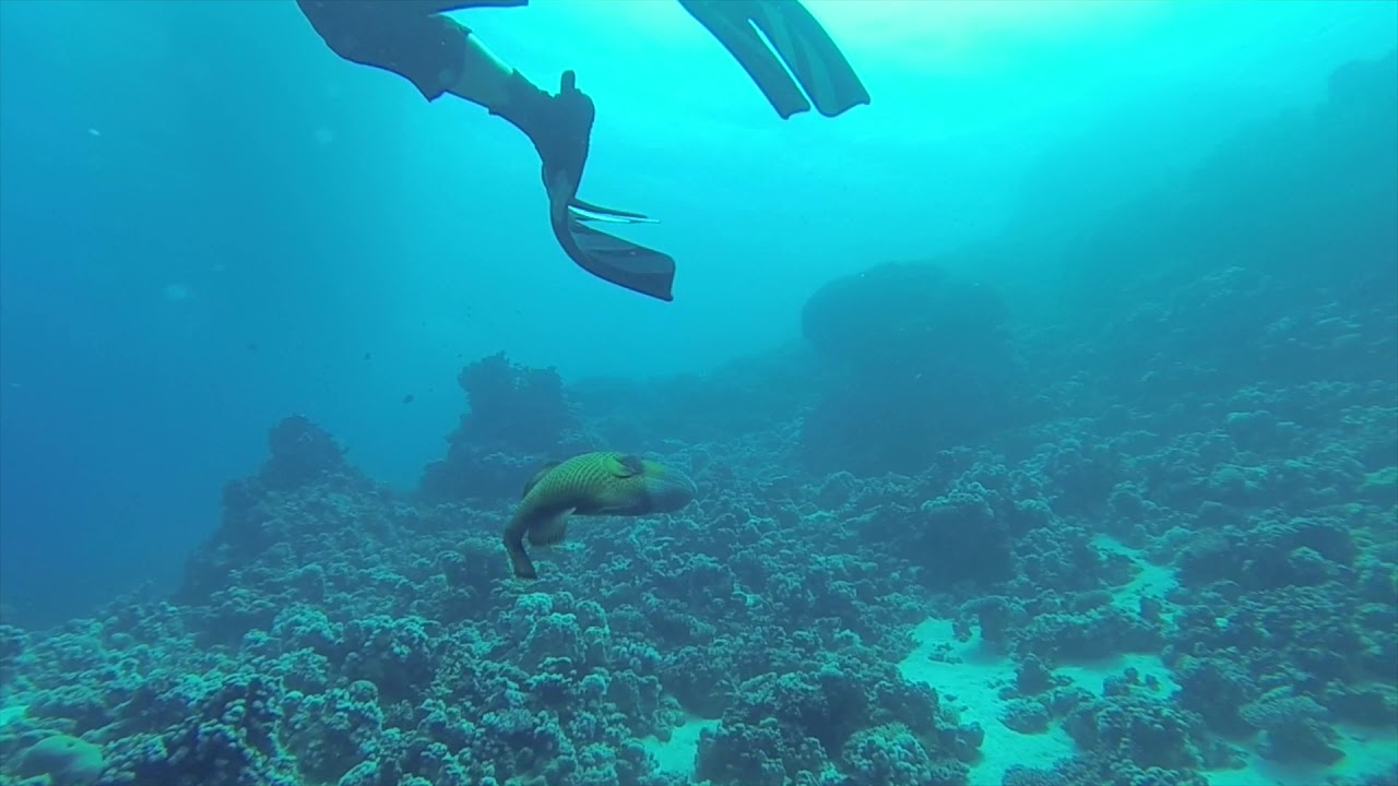 Trigger fish attack - YouTube