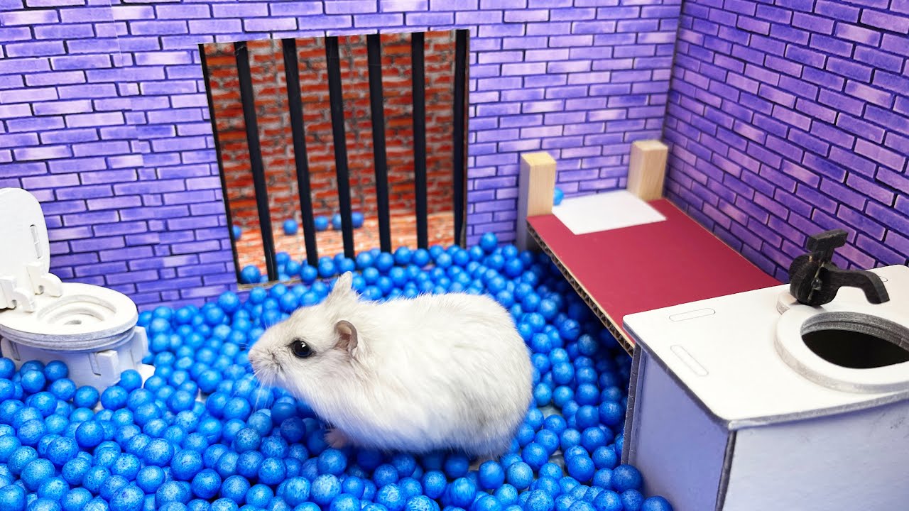 🐹Hamster escapes the awesome maze for Pets in real life 🐹 in Hamster ...