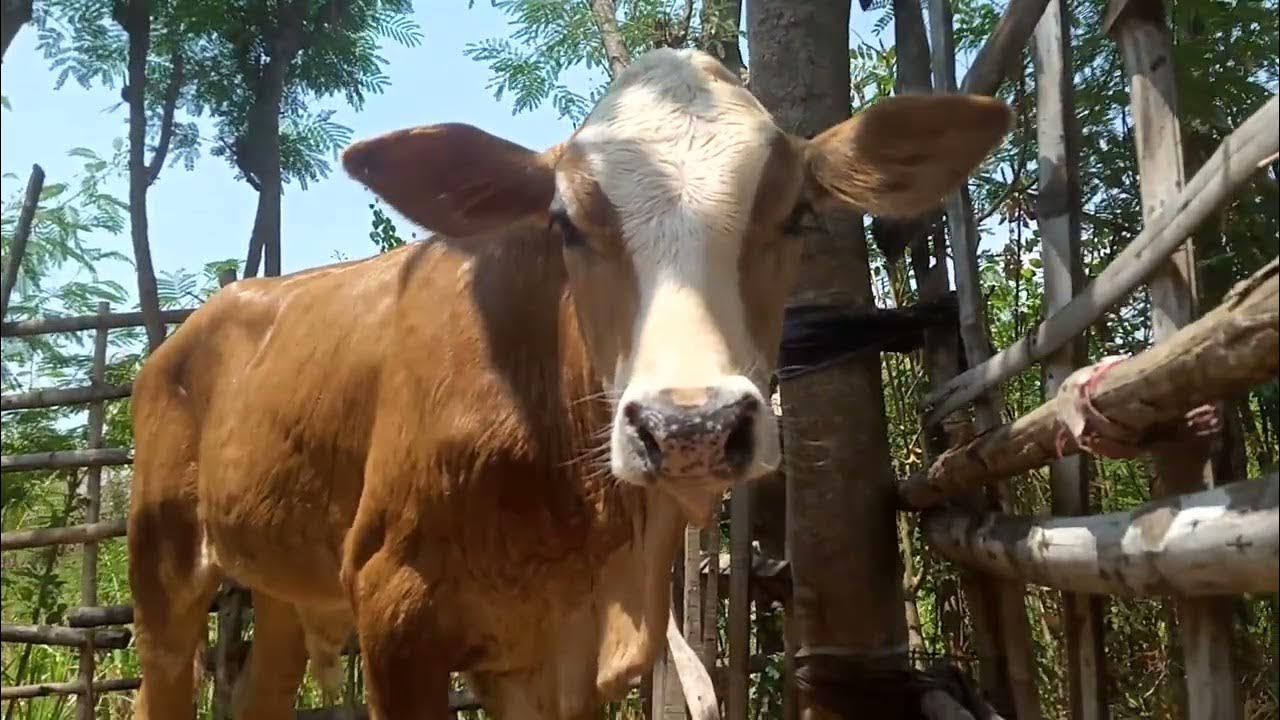Sapi Pedet Simental Jantan - YouTube