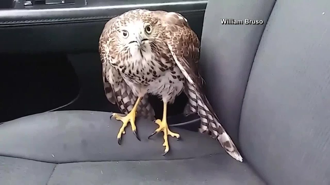 Hawk takes shelter in taxi during Hurricane Harvey - YouTube