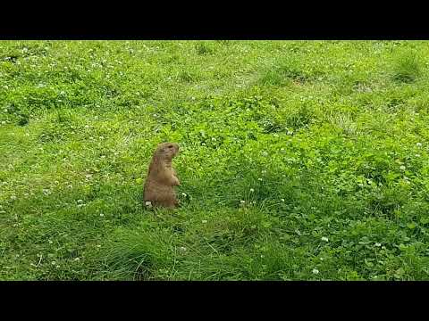 A video of A group of Black-tailed prairie dogs and their enclosure in ...