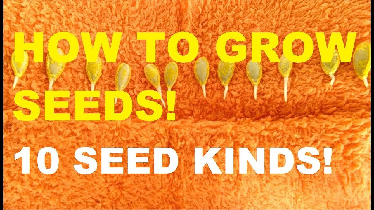 HOW TO GROW SEEDS | PLANT SEEDS | GARDENING PHILIPPINES - YouTube