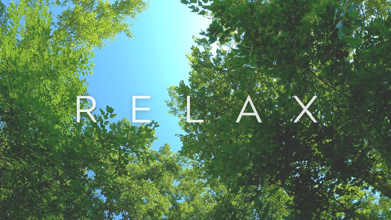 Forest Relaxation | 10 Hours Wind in Trees and Birdsongs | Meditation ...