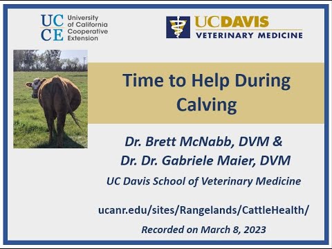 Time to Help During Calving - YouTube