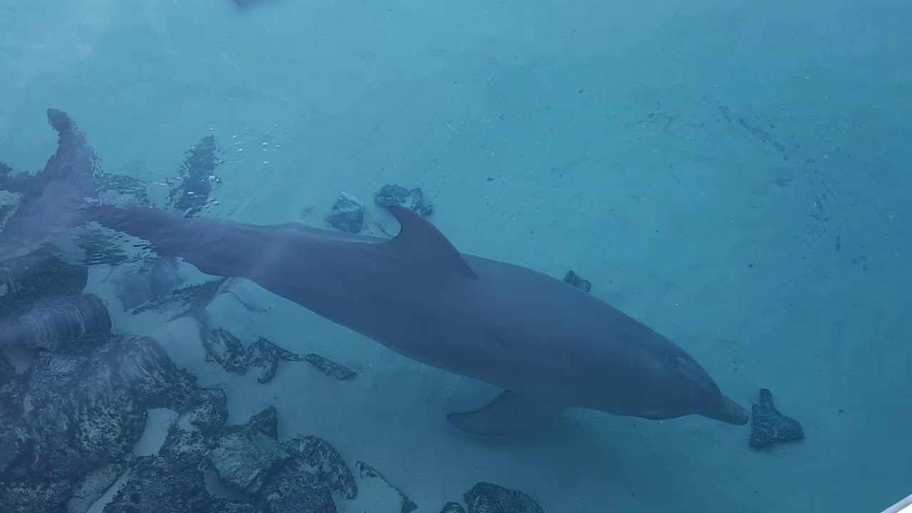 Tyler, The Creator - OKAGA, CA - YouTube