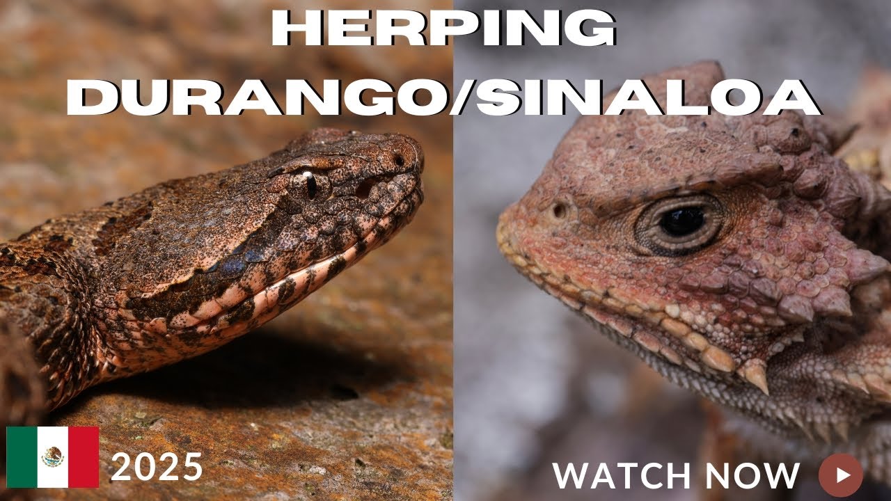 Field Herping Durango and Sinaloa Mexico - YouTube