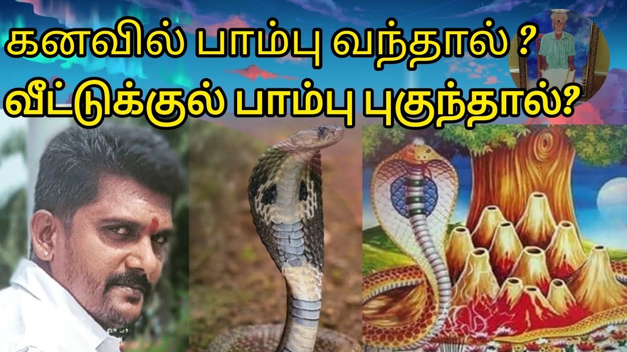 snake ⛎ pambu kanavil vanthal || பாம்பு கனவில் வந்தால் இதுதான் நடக்கும் ...
