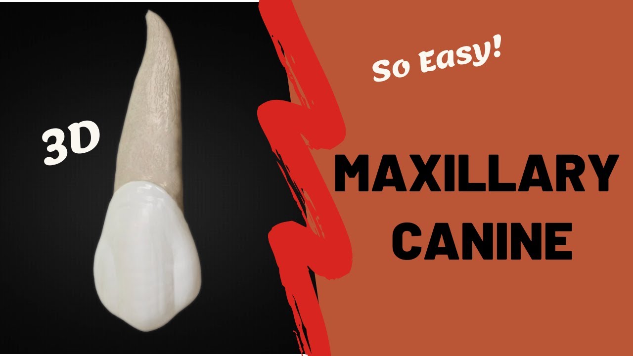 Anatomy of Maxillary Canine in 3D - YouTube