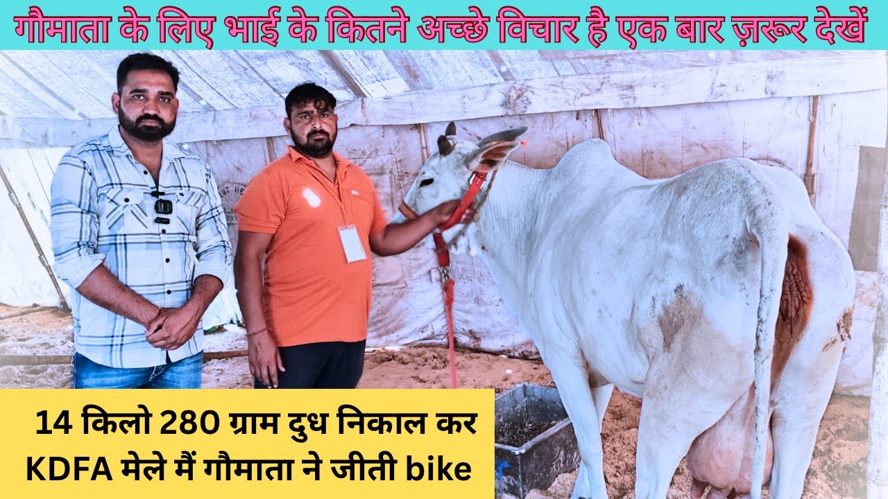 KDFA मेले मैं 14 किलो 280 ग्राम दुध निकाल कर गौमाता ने जीती bike #kdfa ...