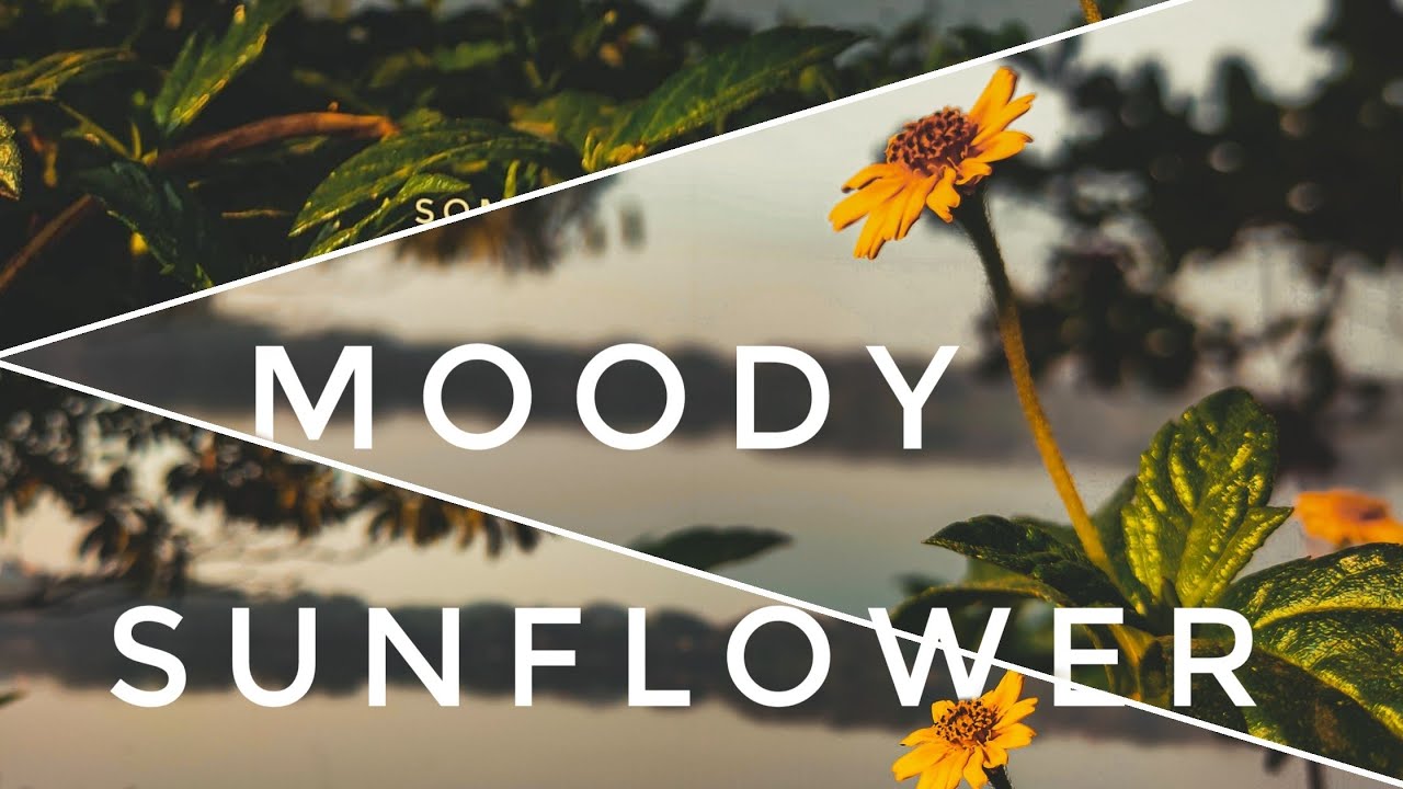 Moody Sunflower Editing In Lightroom Mobile | Adobe Lightroom Editing # ...