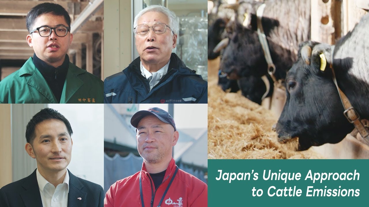 Japan’s Unique Approach to Cattle Emissions - YouTube