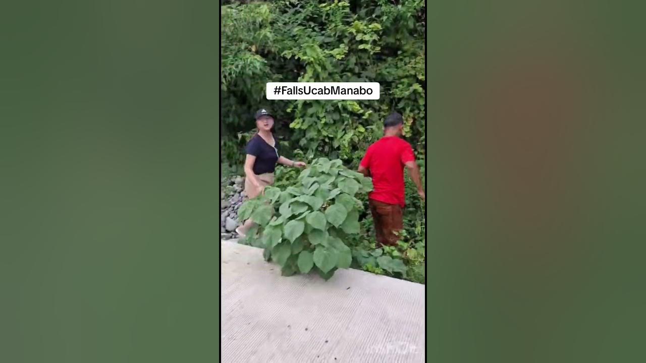 #falls Ucab Manabo July 30, 2024 - YouTube