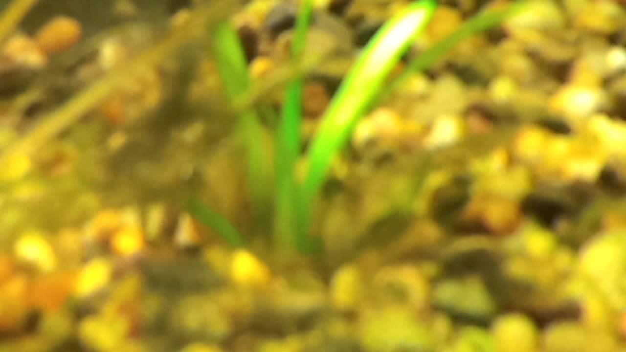 Java Moss got a trim - YouTube