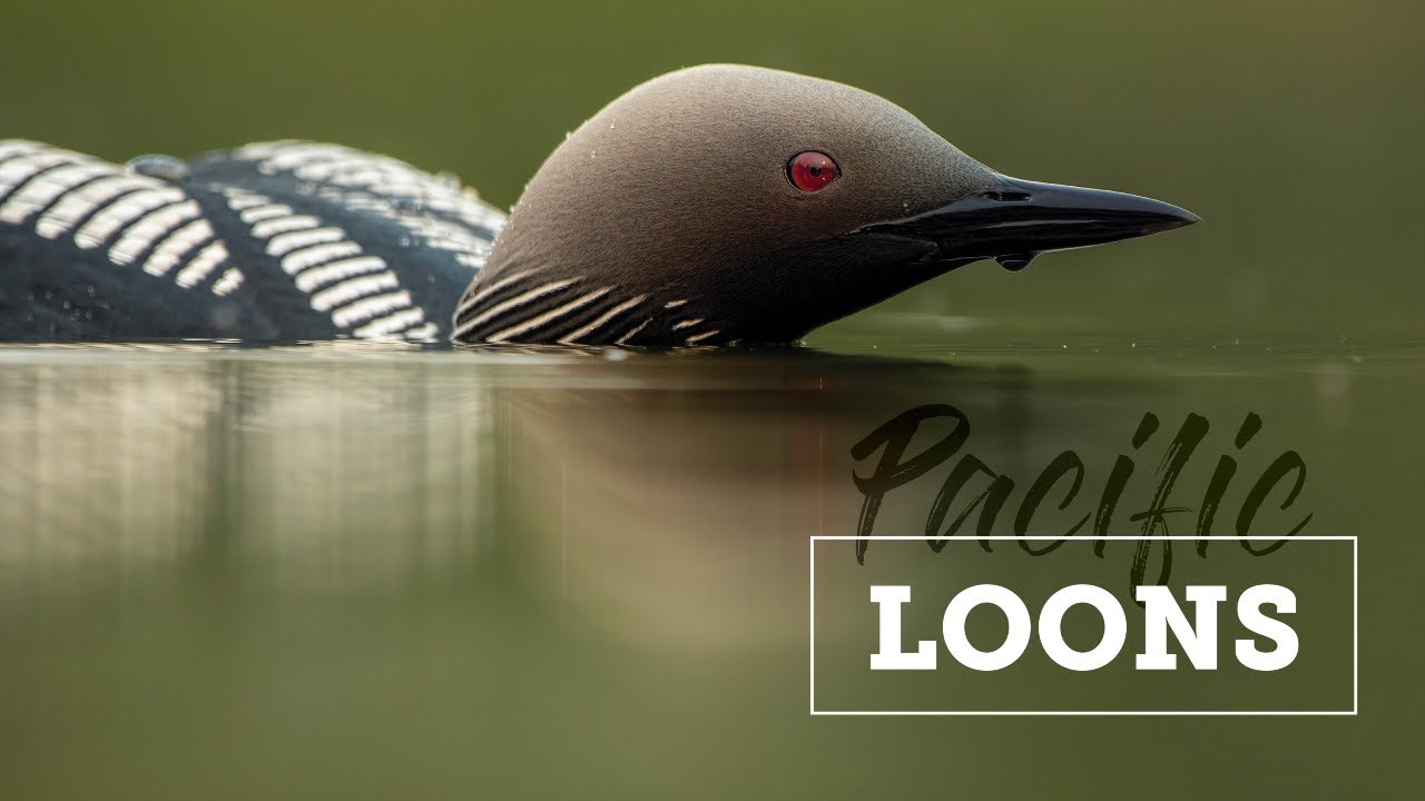 Wild Alaska: Pacific Loons - YouTube