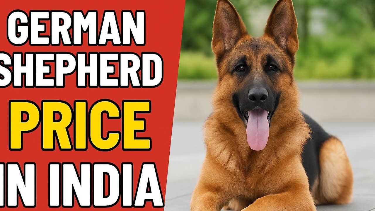 German Shepherd Dog Price in India ! - YouTube