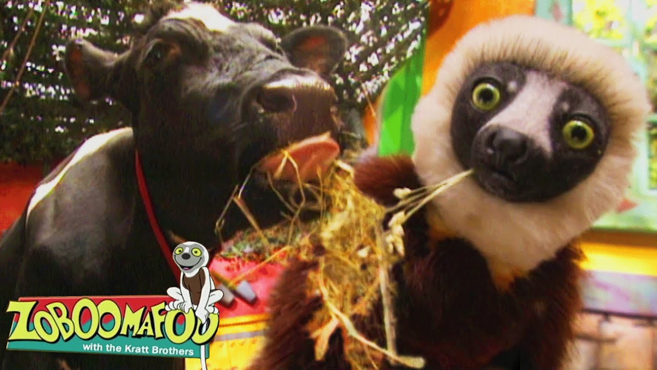 Bovine | Zoboomafoo - WildBrain | Movies for Kids - YouTube