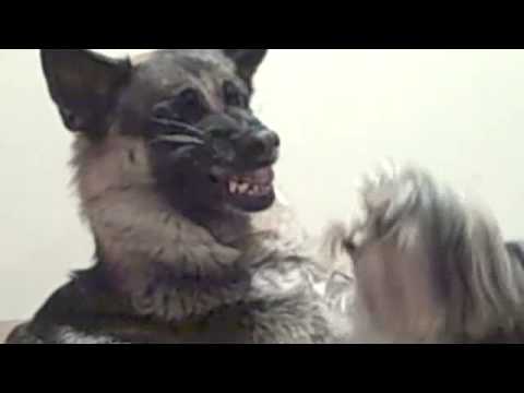 Morkie Playing with Snarling German Shepherd - YouTube