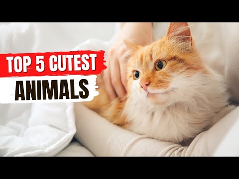 TOP 5 Cutest Animals in the World | Cute Animals You Should Know - YouTube