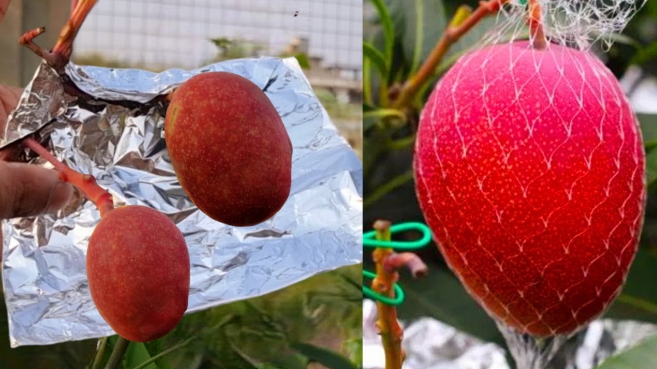 How can we get good color on Mango? - YouTube